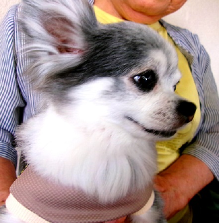 あぁ、、、モンジュリ久しぶりだなぁ